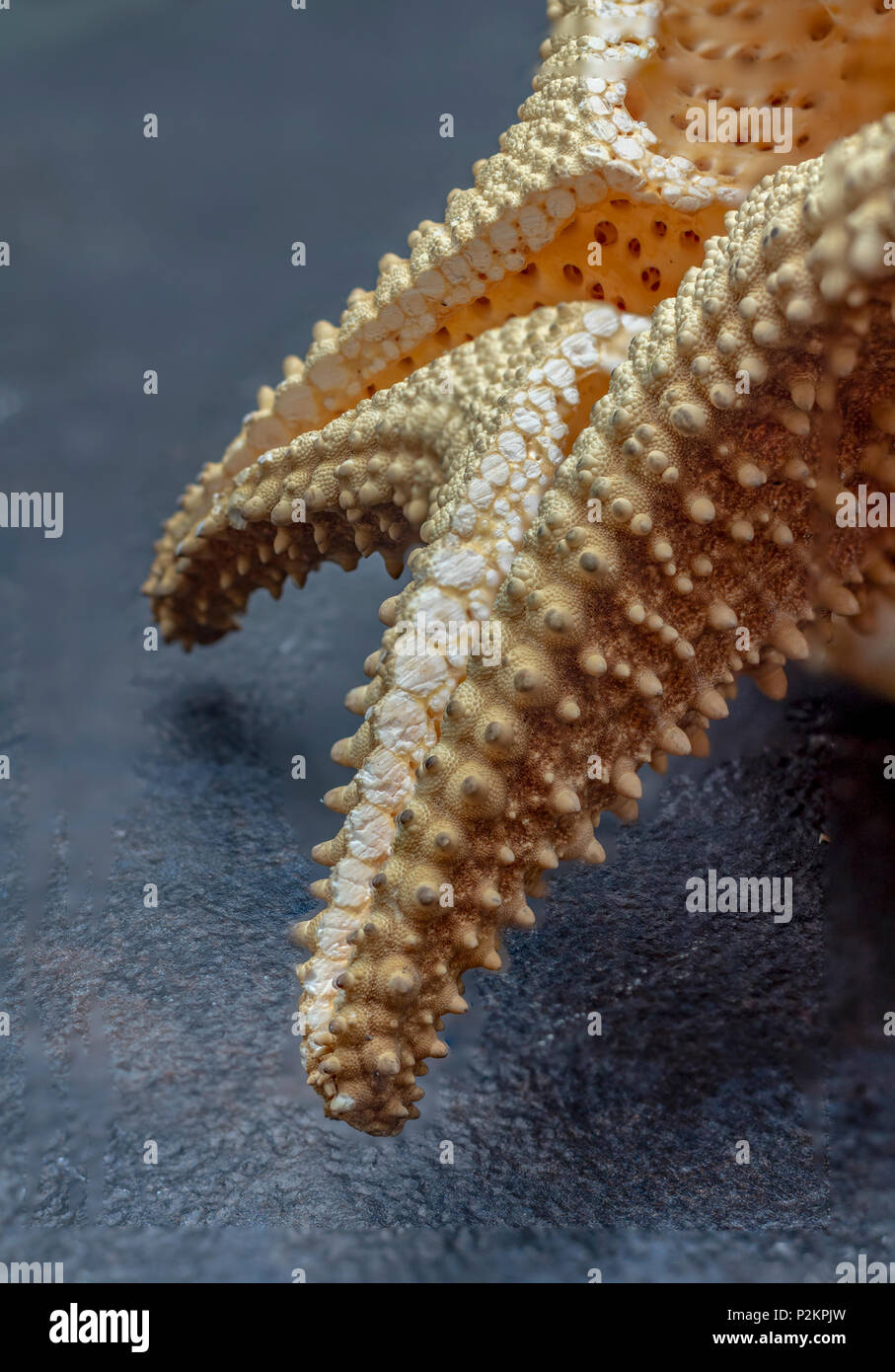 Rough texture but still fragile. These animals once dry become very ...