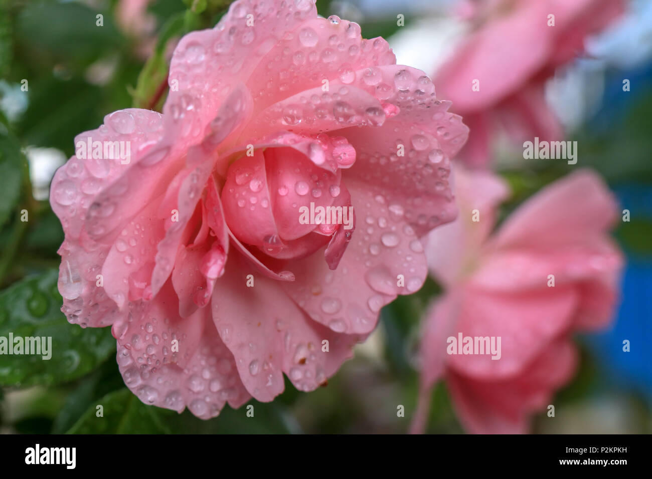 Rose inlet hi-res stock photography and images - Alamy