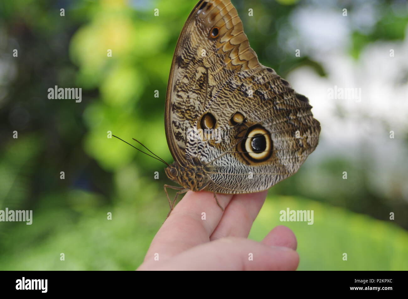The most beautiful butterfly in the world Stock Photo - Alamy