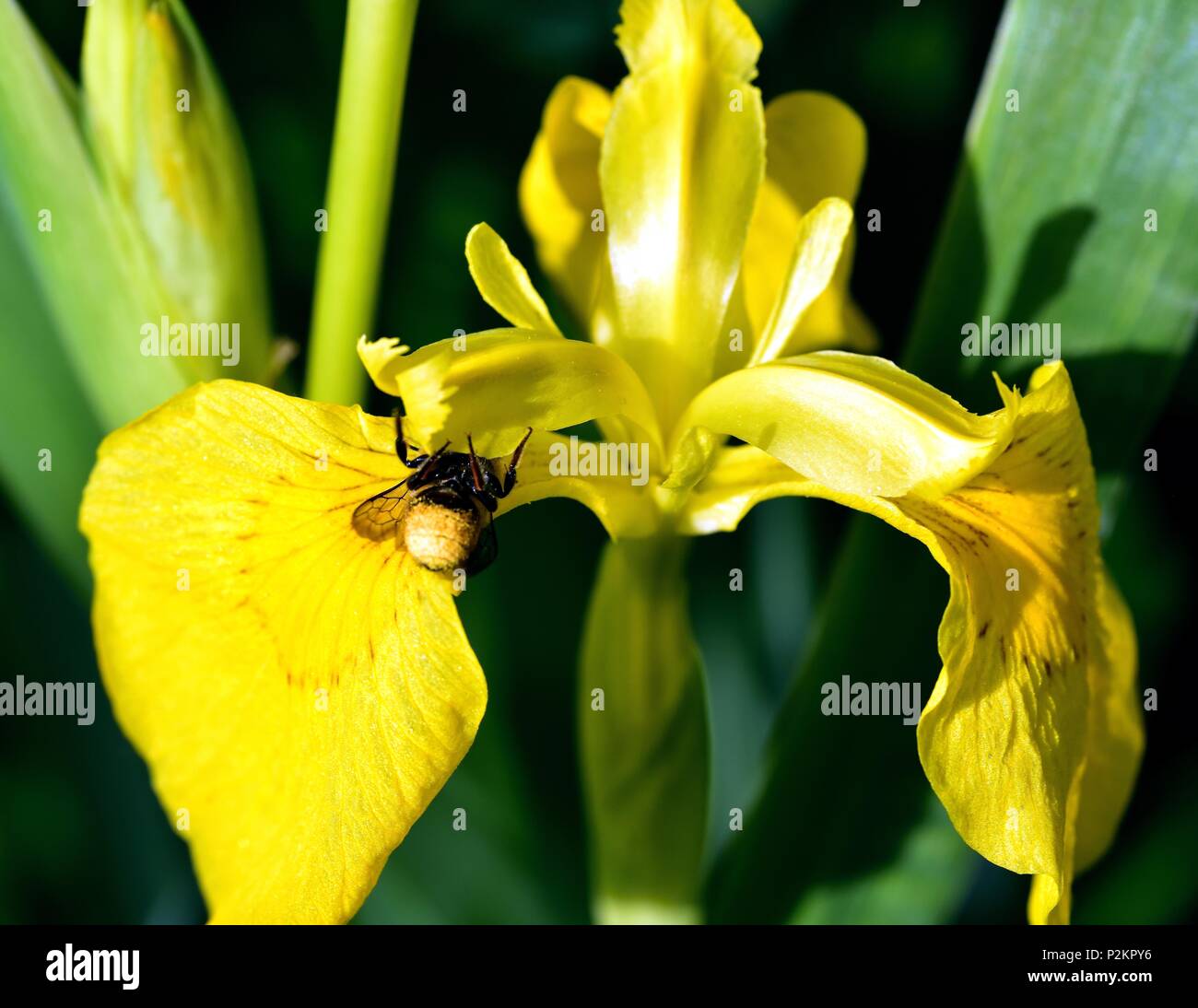 Bumble bee with pollen baskets hi-res stock photography and images - Alamy