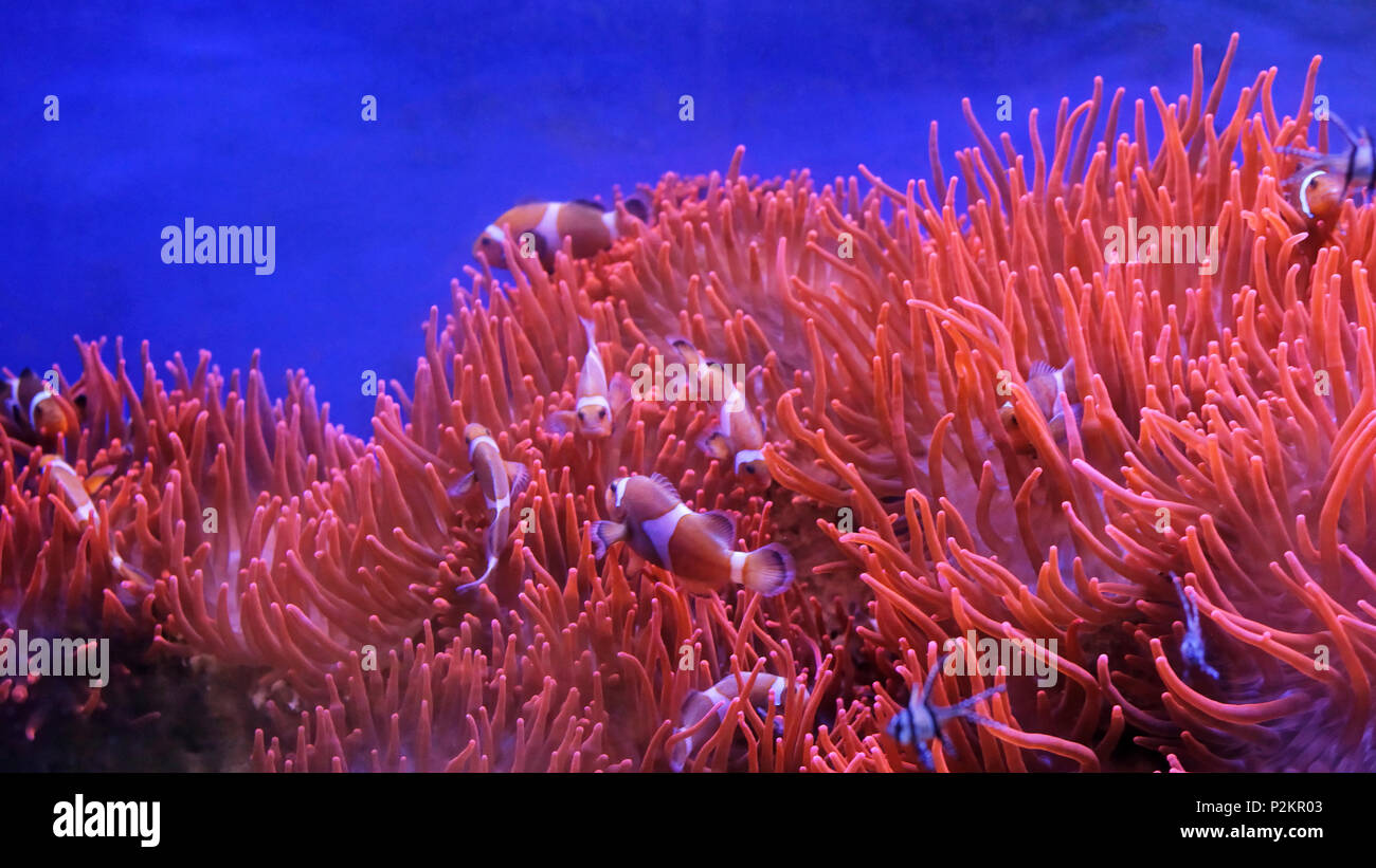 Percula Clown Fish in Orange Polyps at Coral Reef Stock Photo - Alamy