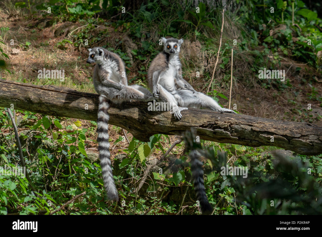 lemur monkey portrait in yoga position spreaded arms Stock Photo - Alamy