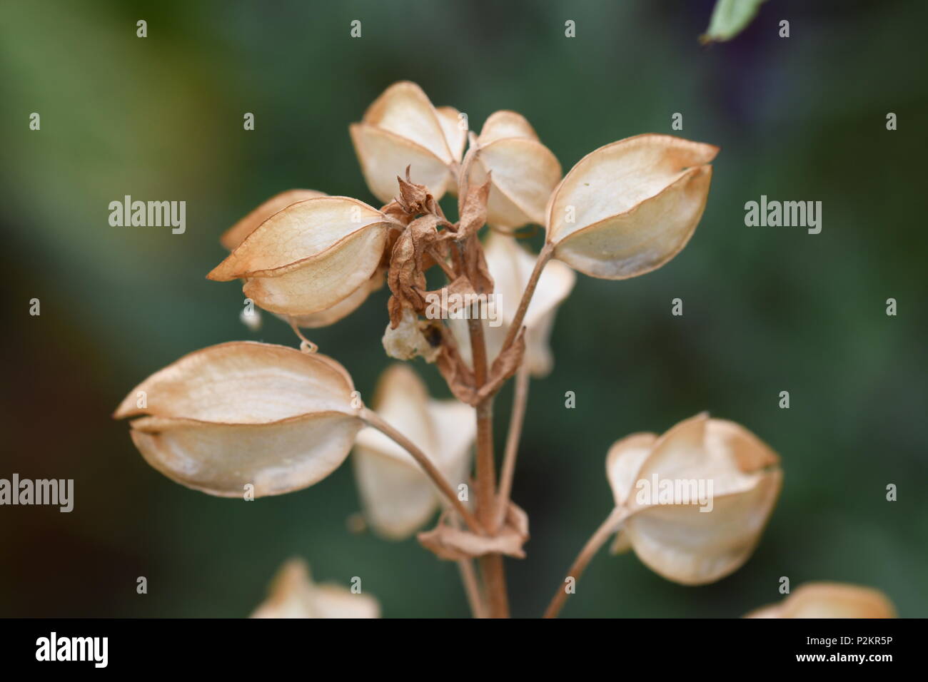 Dried seed heads for flower arranging hi-res stock photography and ...