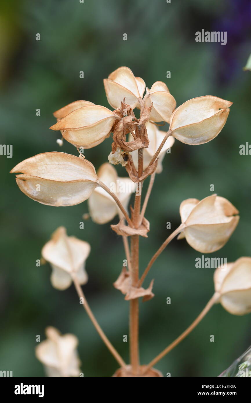 Seed heads in natural settings hi-res stock photography and images - Alamy
