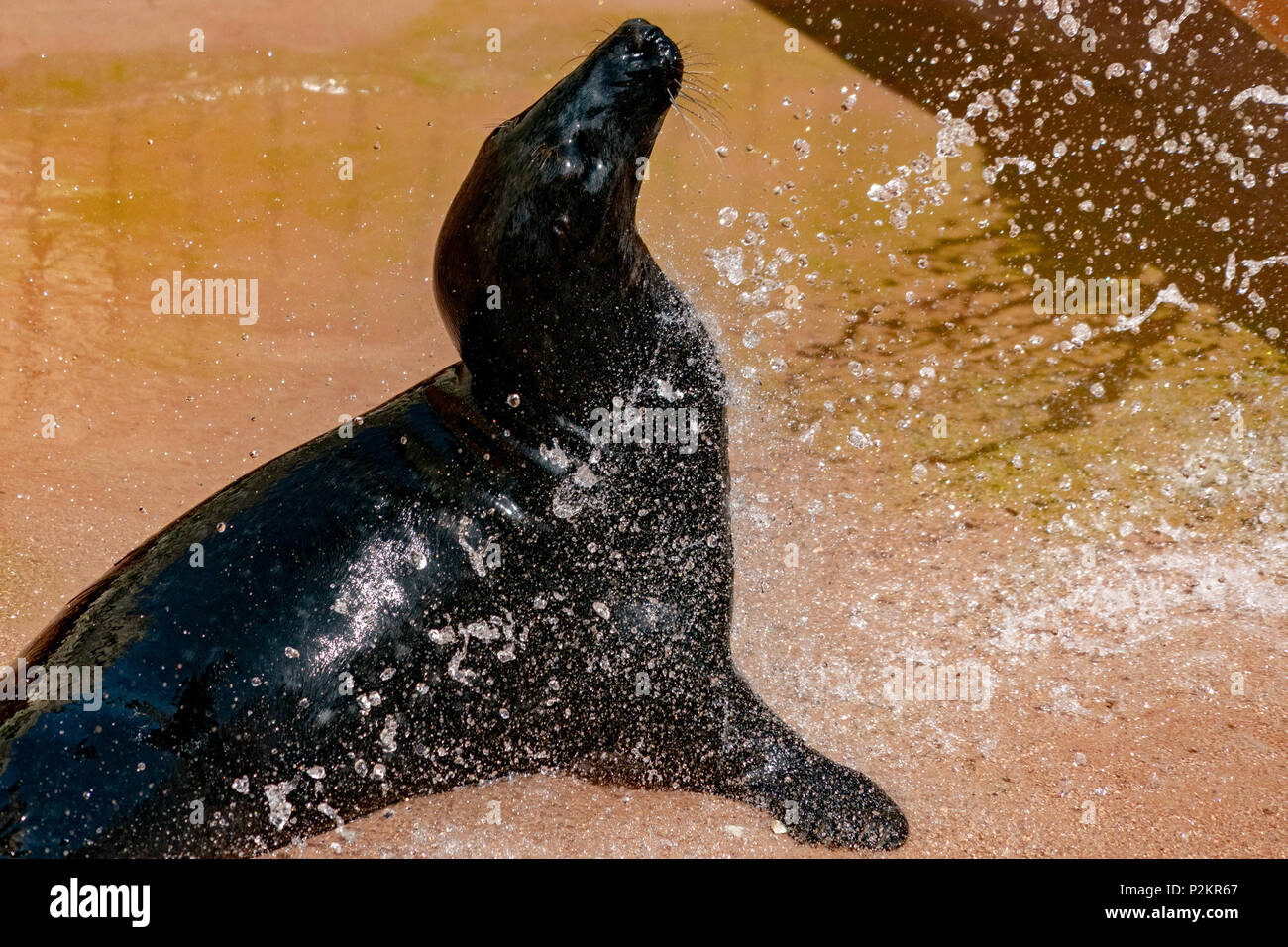 Spraying fish hi-res stock photography and images - Alamy