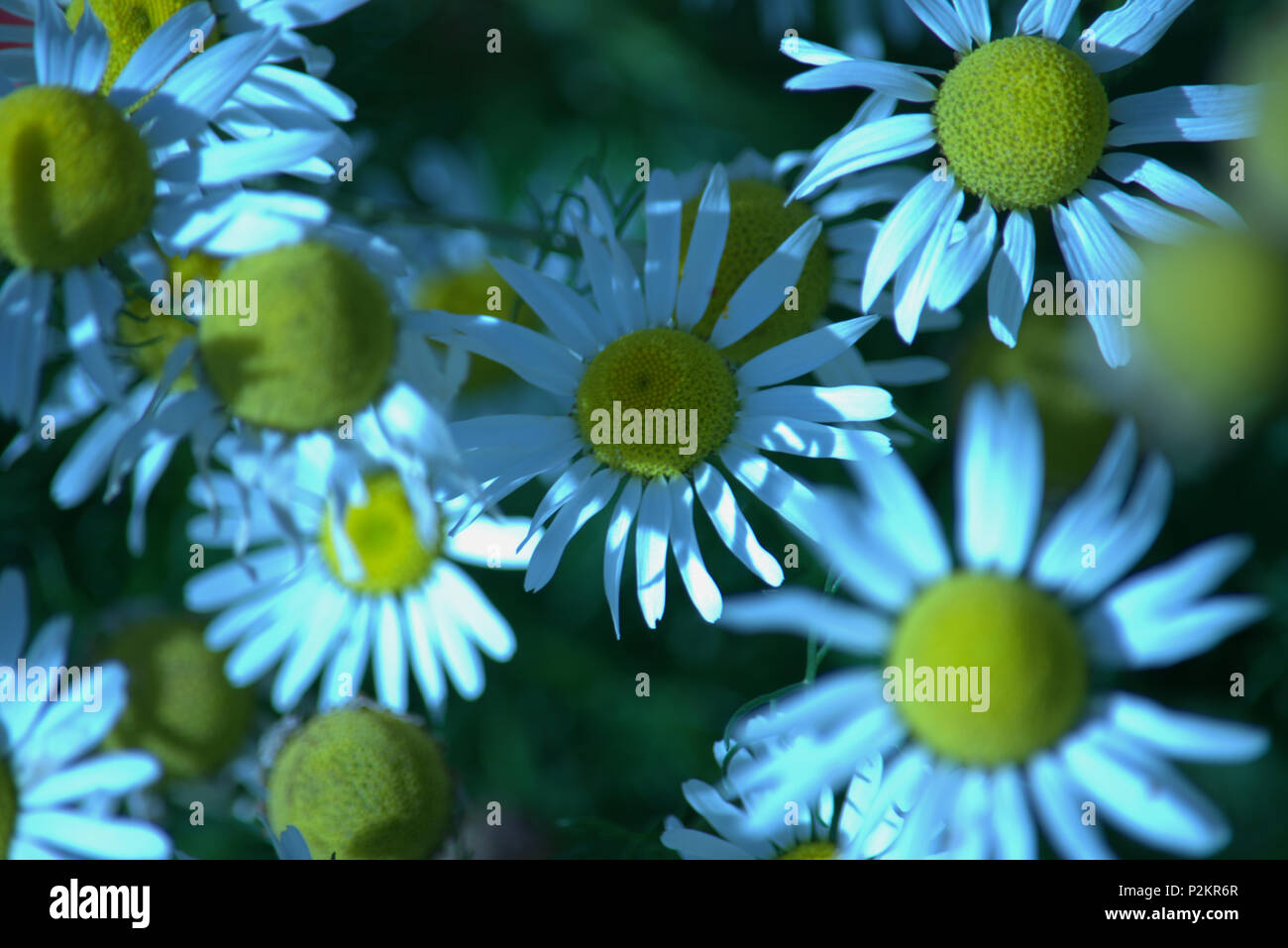 Giant ox eye hi-res stock photography and images - Alamy