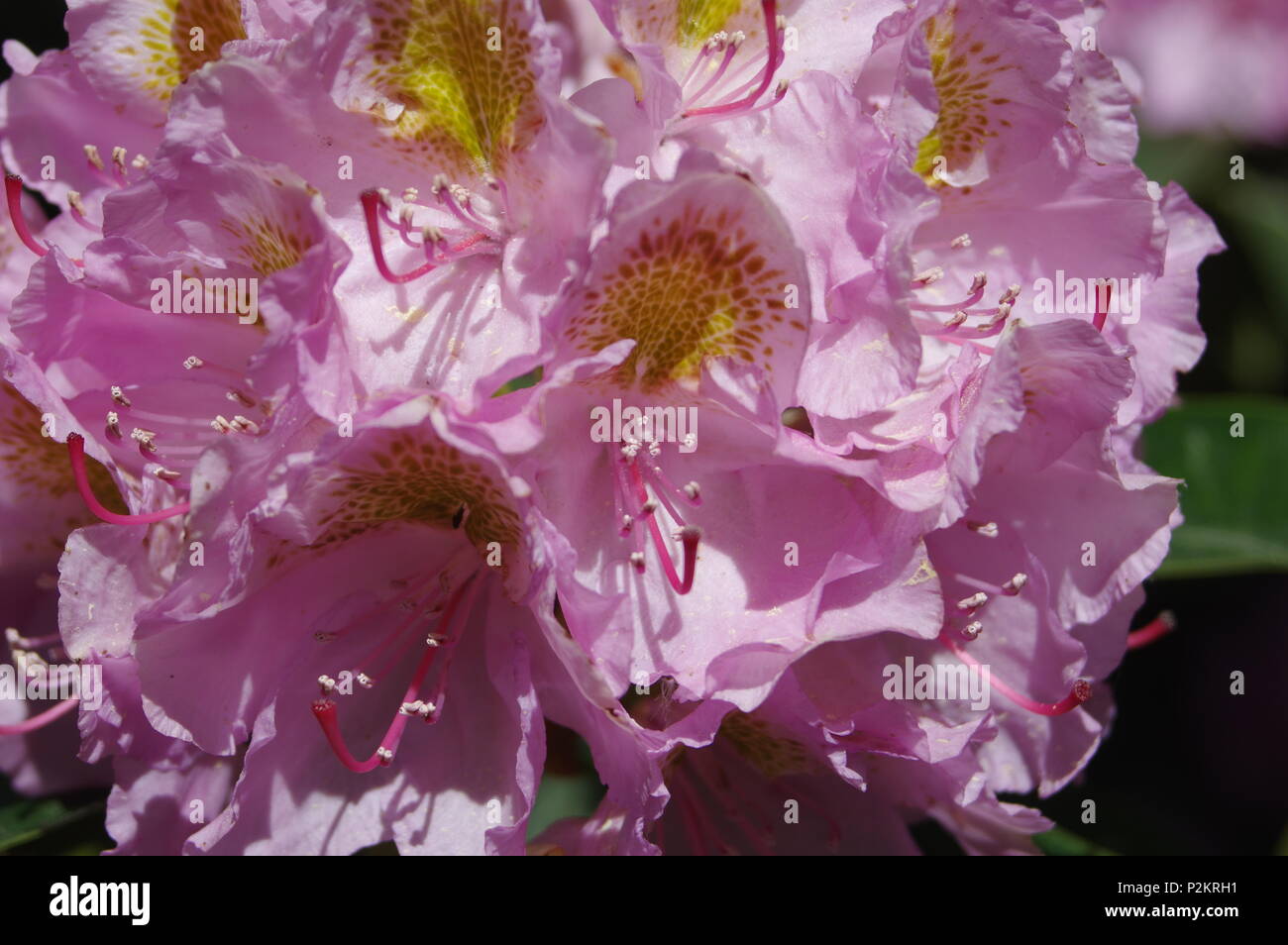 Beautiful rhododendron flowers Stock Photo - Alamy