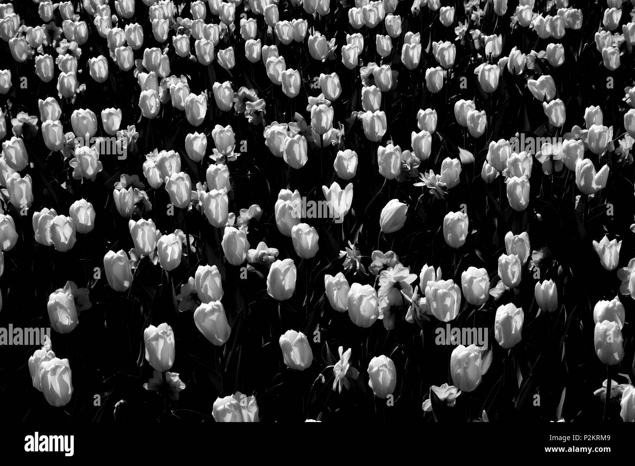 Moody flower background Black and White Stock Photos & Images - Alamy