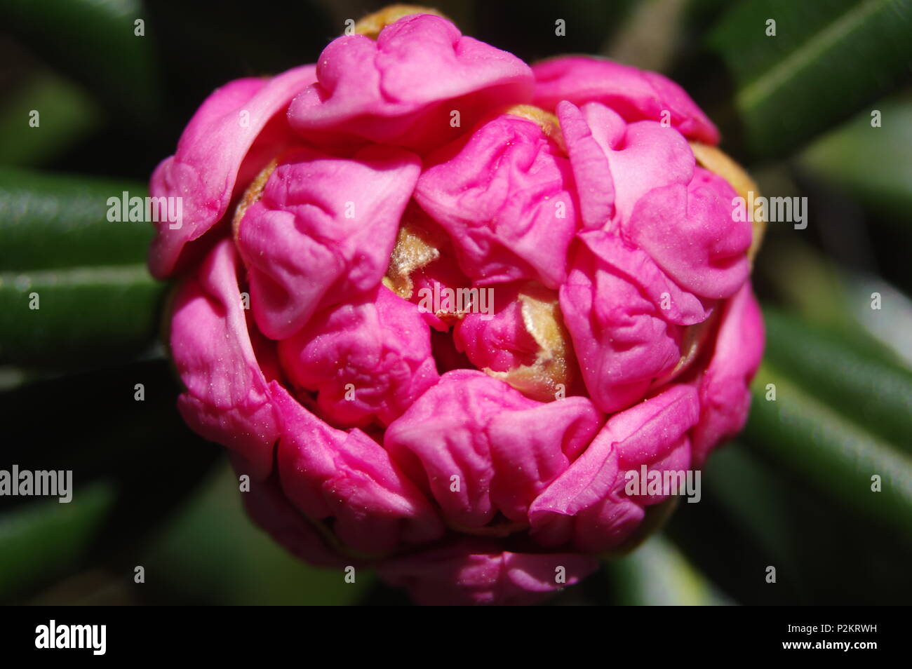 Beautiful rhododendron flowers Stock Photo - Alamy