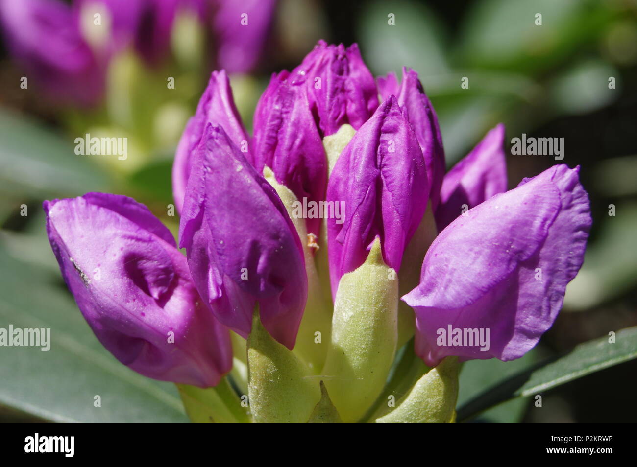 Beautiful rhododendron flowers Stock Photo - Alamy