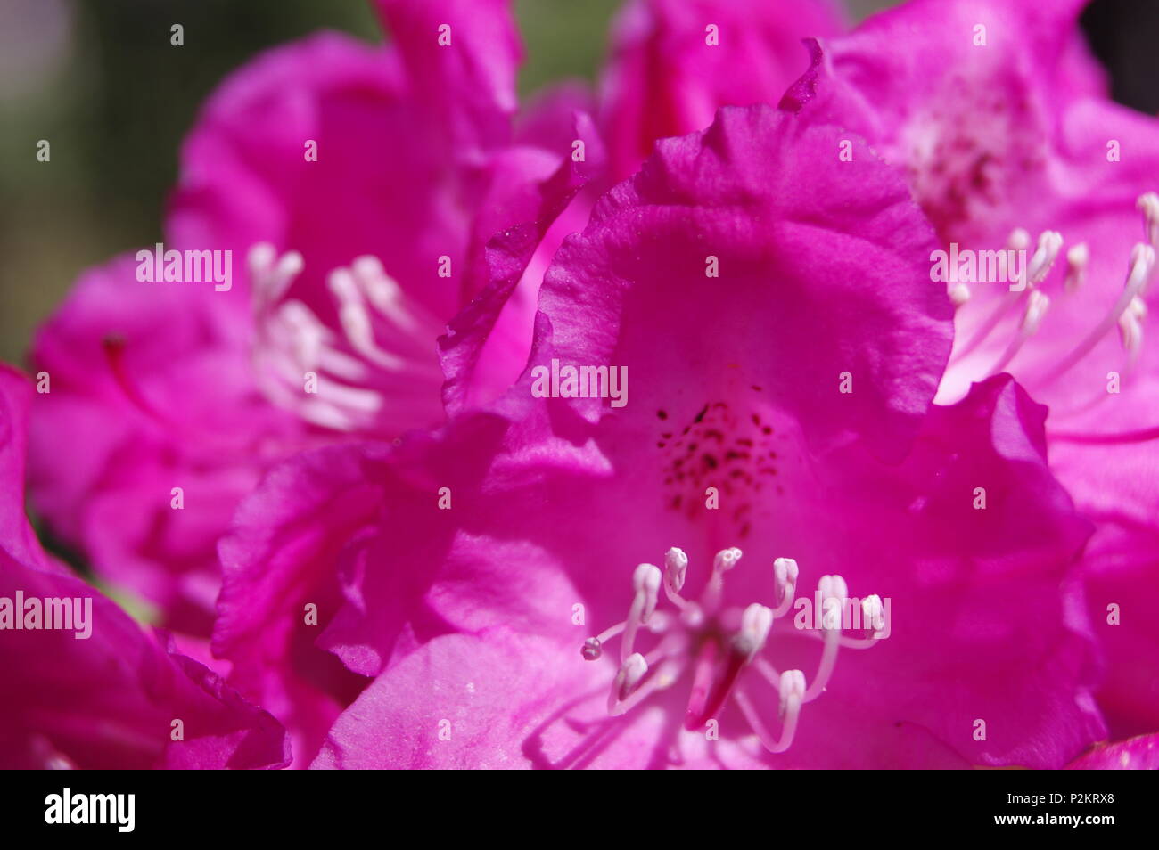 Beautiful rhododendron flowers Stock Photo - Alamy