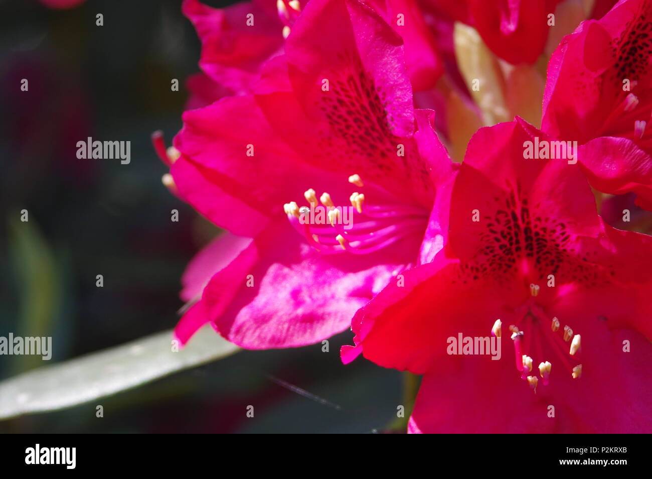 Beautiful rhododendron flowers Stock Photo - Alamy