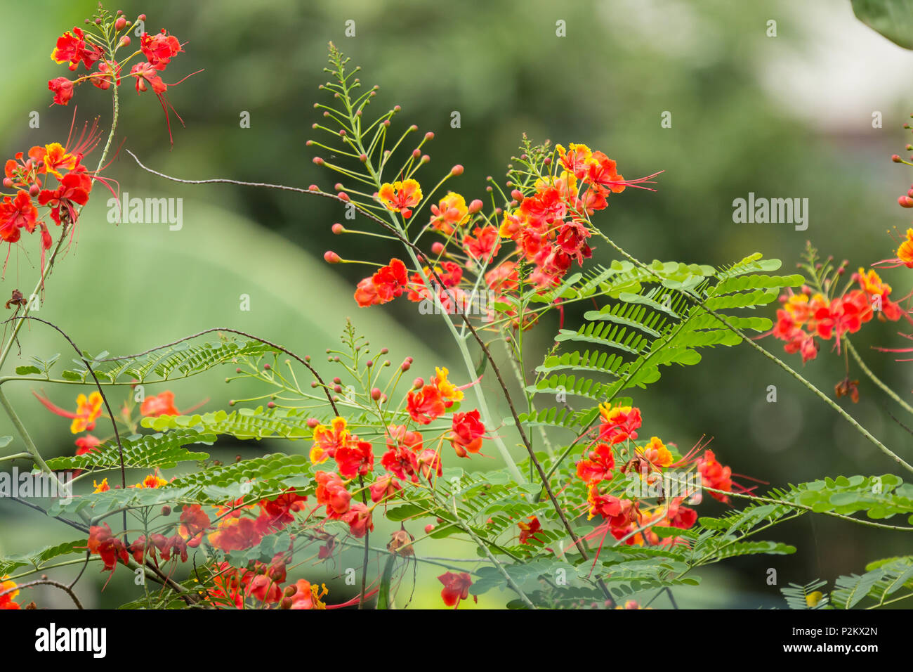 Close up Red Flamboyant flower,The Flame Tree , Royal Poinciana Stock ...