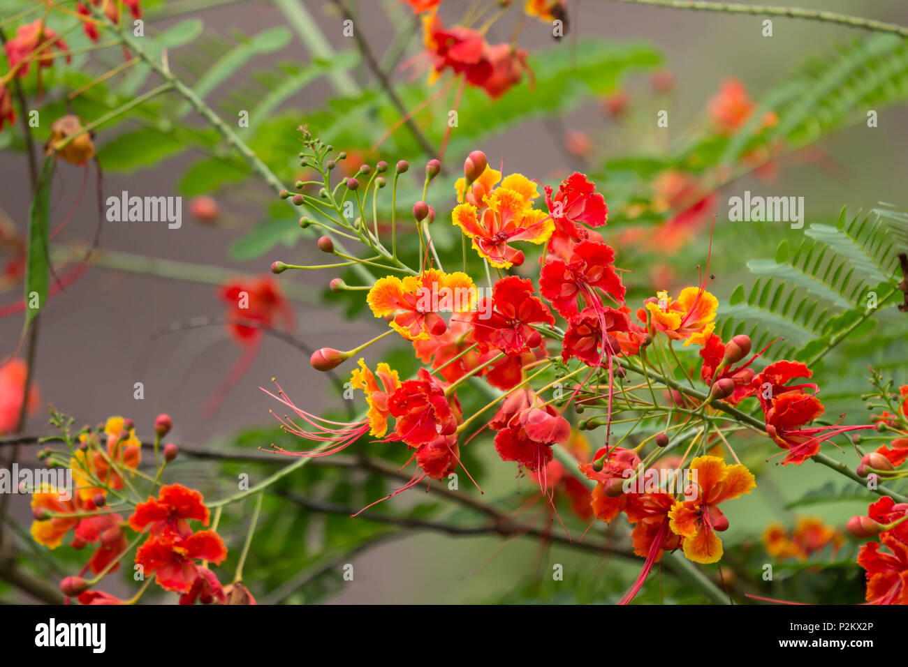 Close up Red Flamboyant flower,The Flame Tree , Royal Poinciana Stock ...