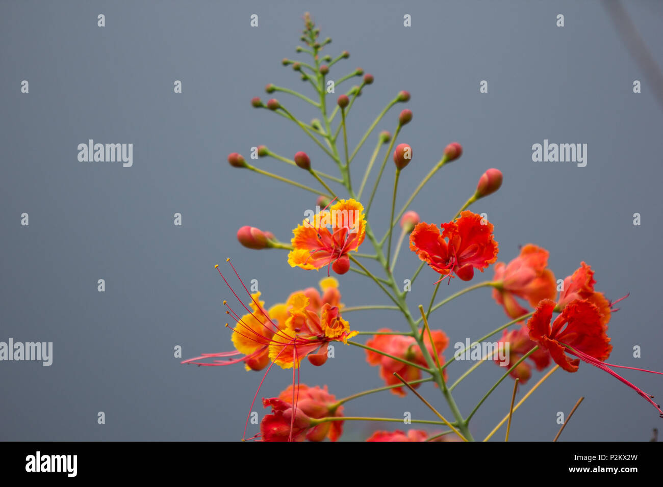 Close up Red Flamboyant flower,The Flame Tree , Royal Poinciana Stock ...