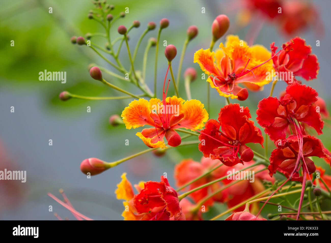 Close up Red Flamboyant flower,The Flame Tree , Royal Poinciana Stock ...