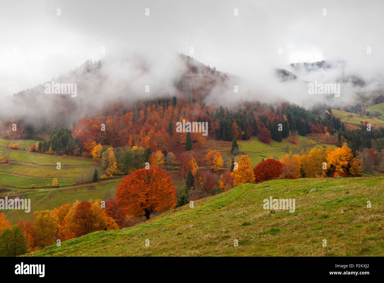 Autumn landscape near Schoenau, Black Forest, Baden-Wuerttemberg ...