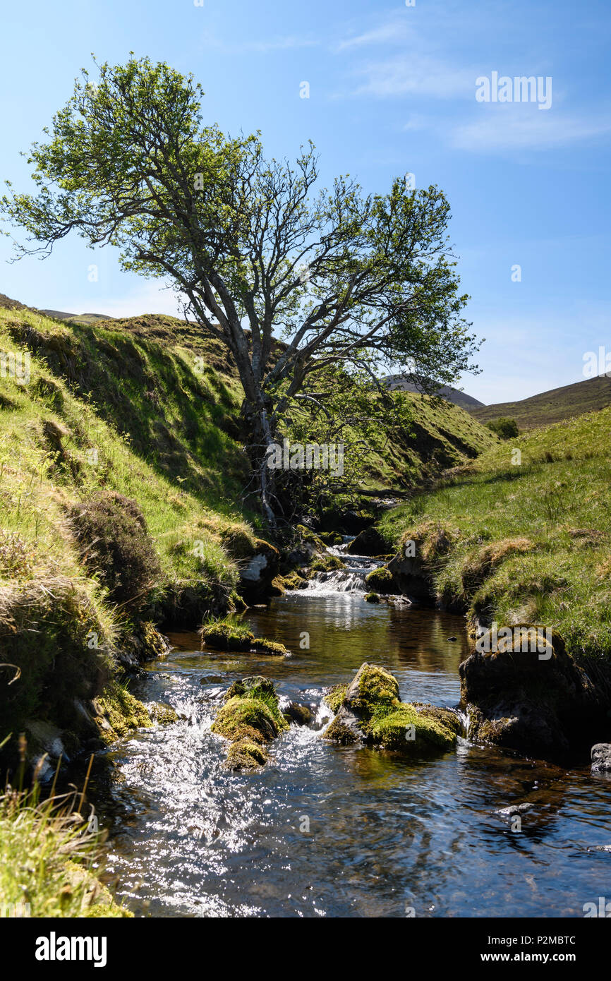 A picturesque burn flowing through Glen Loth in Sutherland, Scotland ...