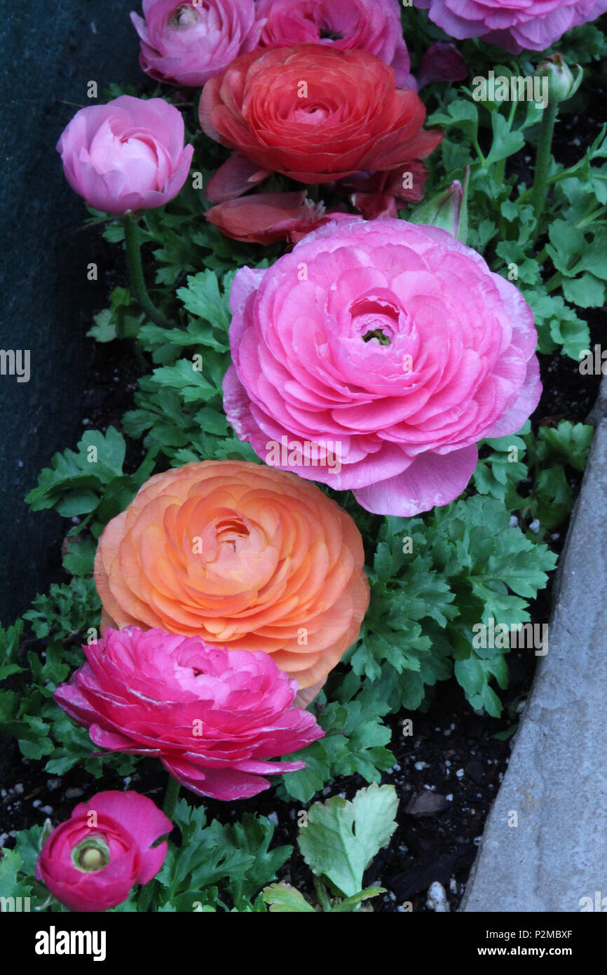 Close up of pink, red and orange Ranunculus flowers in full bloom using ...
