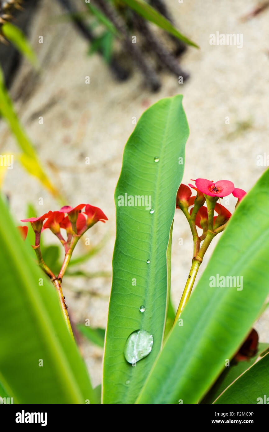 water drops lined up on a long green leaf of a cactus plant Stock Photo ...