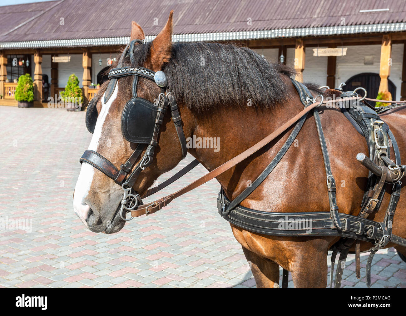 Stallion harness hi-res stock photography and images - Alamy