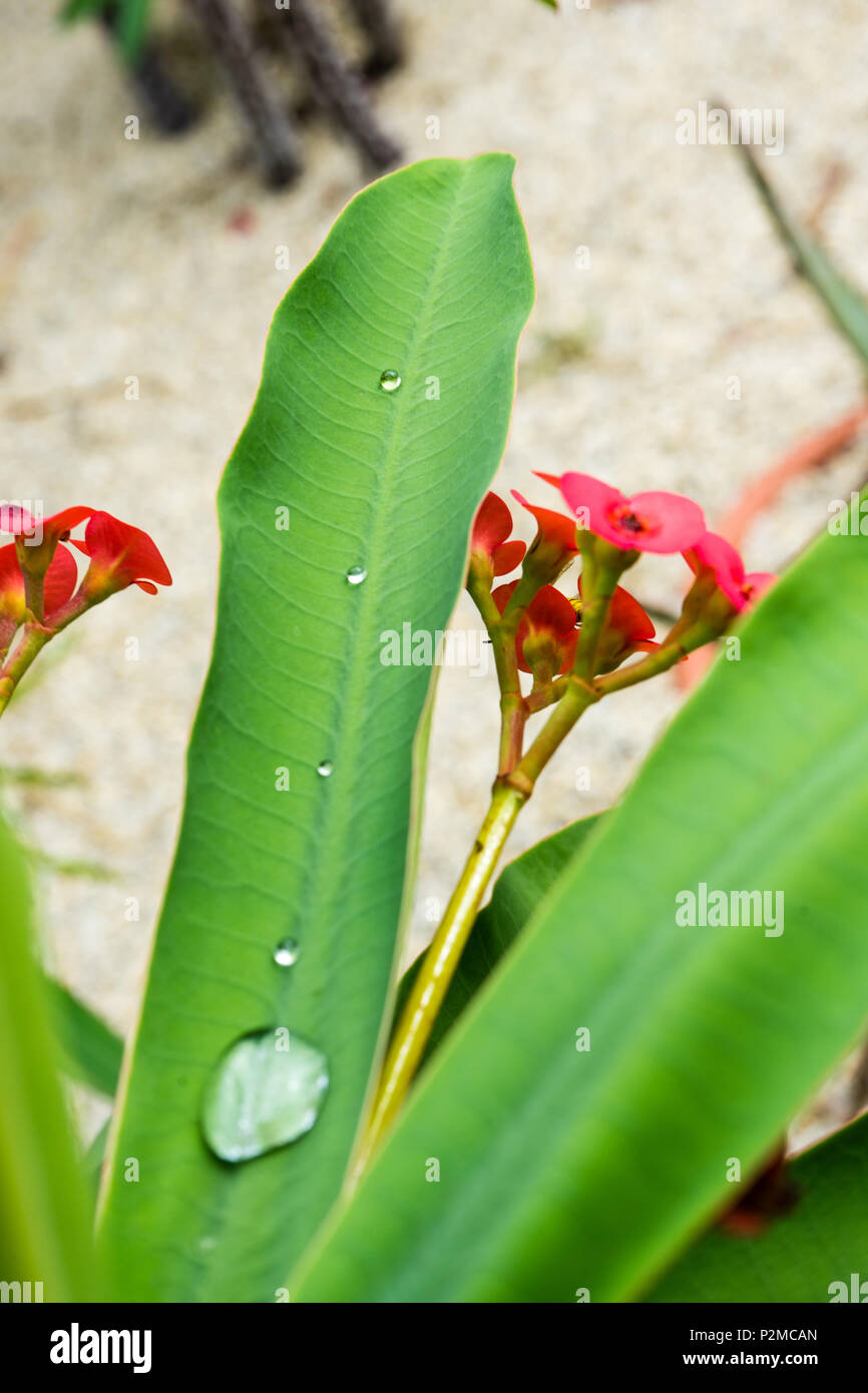 water drops lined up on a long green leaf of a cactus plant Stock Photo ...