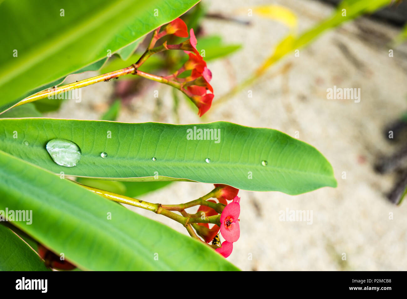 water drops lined up on a long green leaf of a cactus plant Stock Photo ...