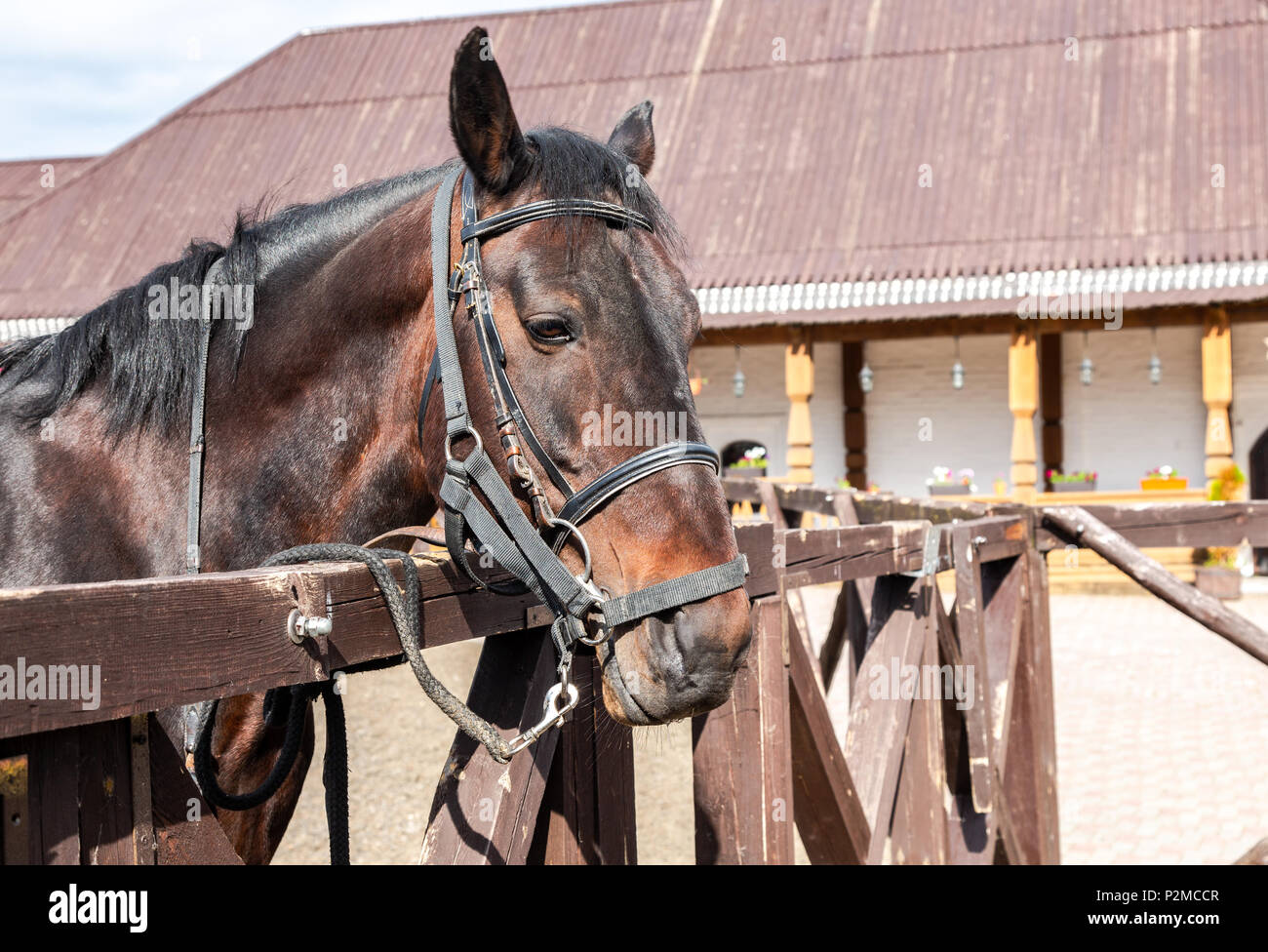 Chestnut stallion hi-res stock photography and images - Alamy