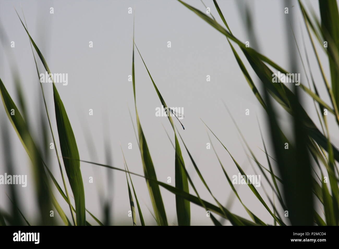 Dragonfly Smile High Resolution Stock Photography and Images - Alamy