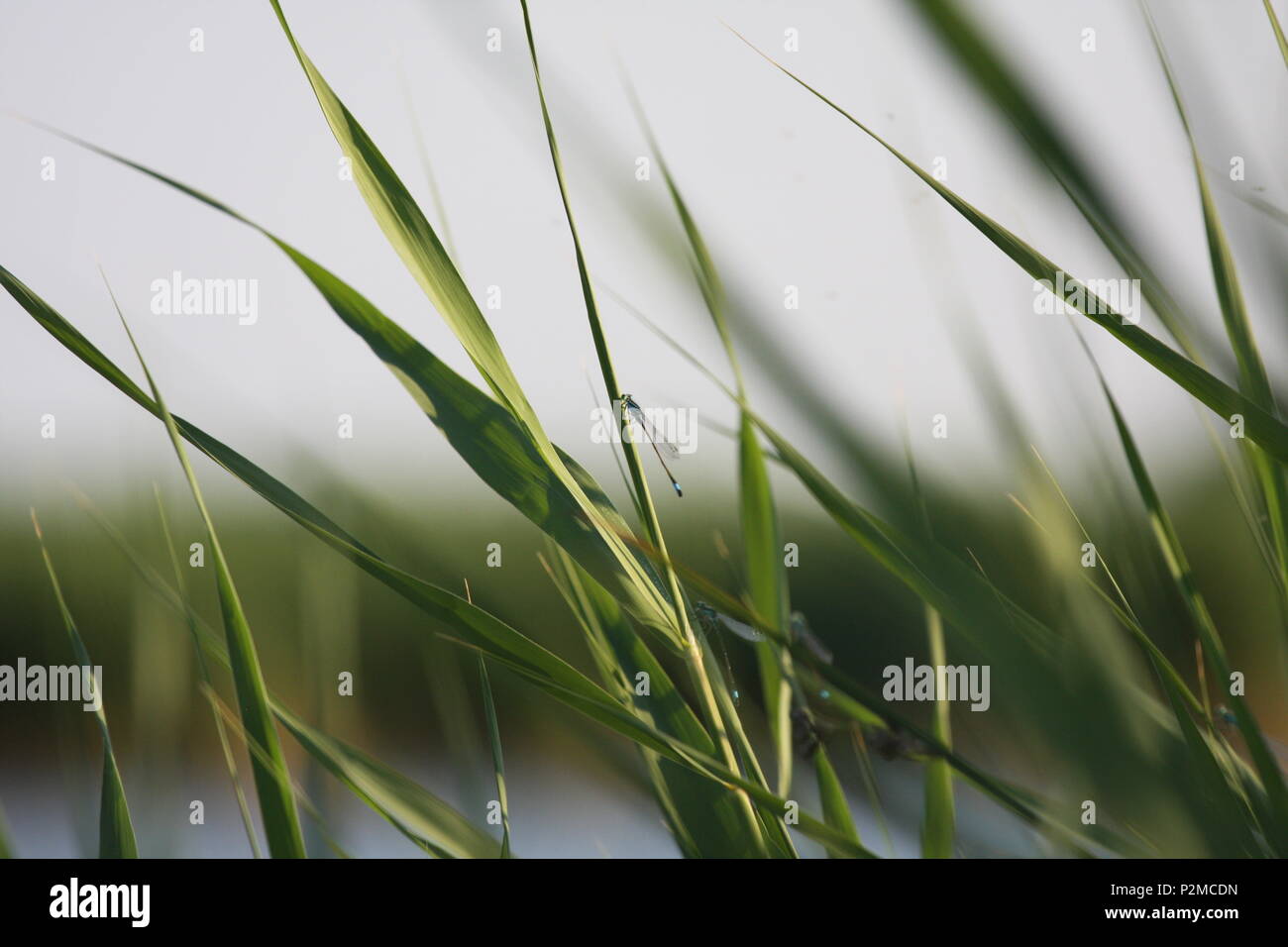 A lonely dragonfly climbing on a reed leaf Stock Photo - Alamy
