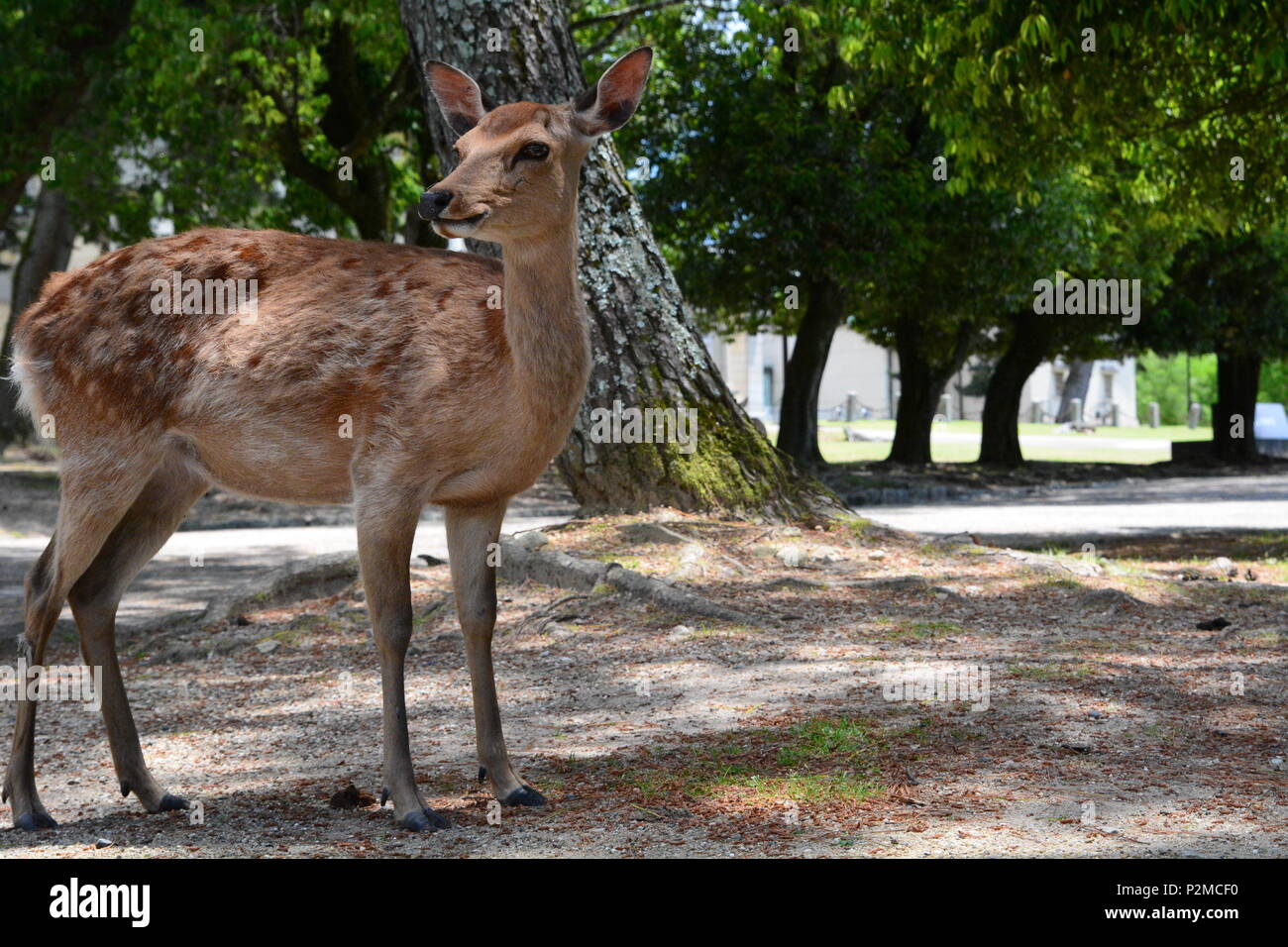 Sika deer japanese spotted feeding hi-res stock photography and images ...