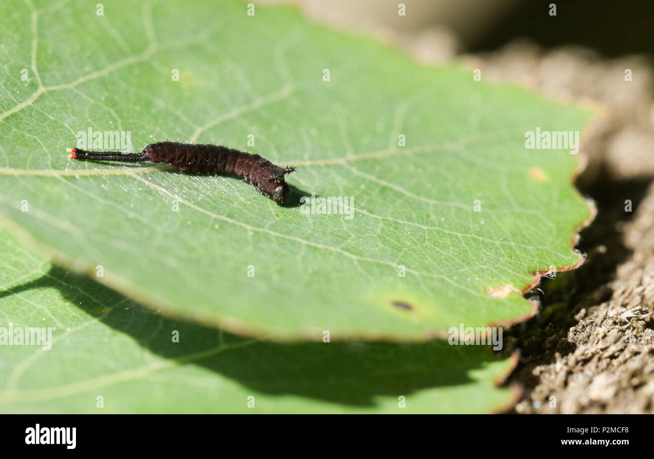 Insect instar hi-res stock photography and images - Alamy