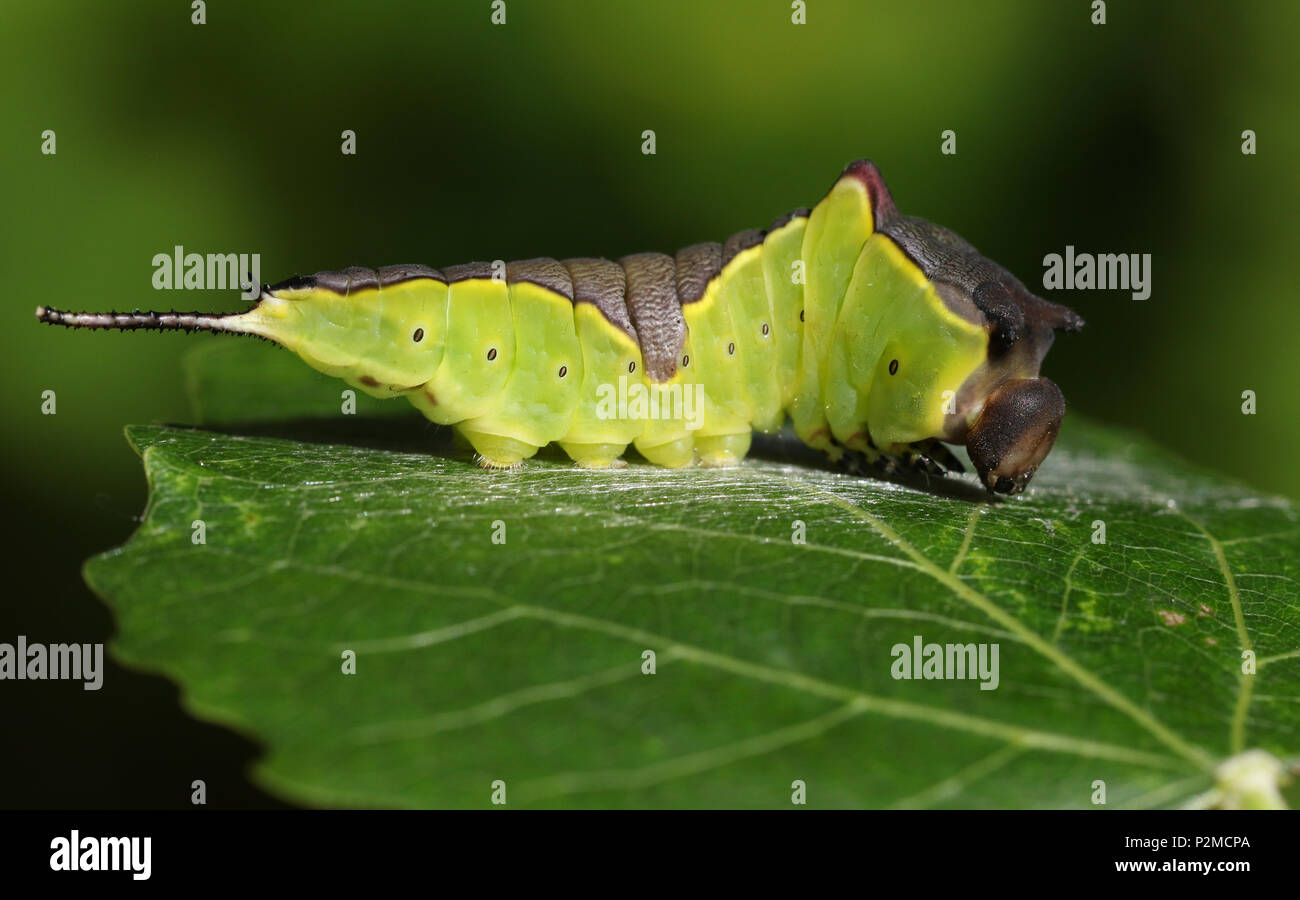 Caterpillar shed skin hi-res stock photography and images - Alamy