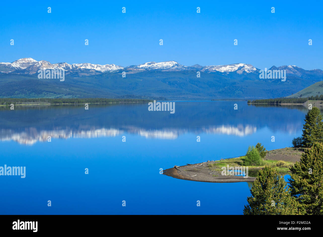 Yellowstone big lake trout hi-res stock photography and images - Alamy