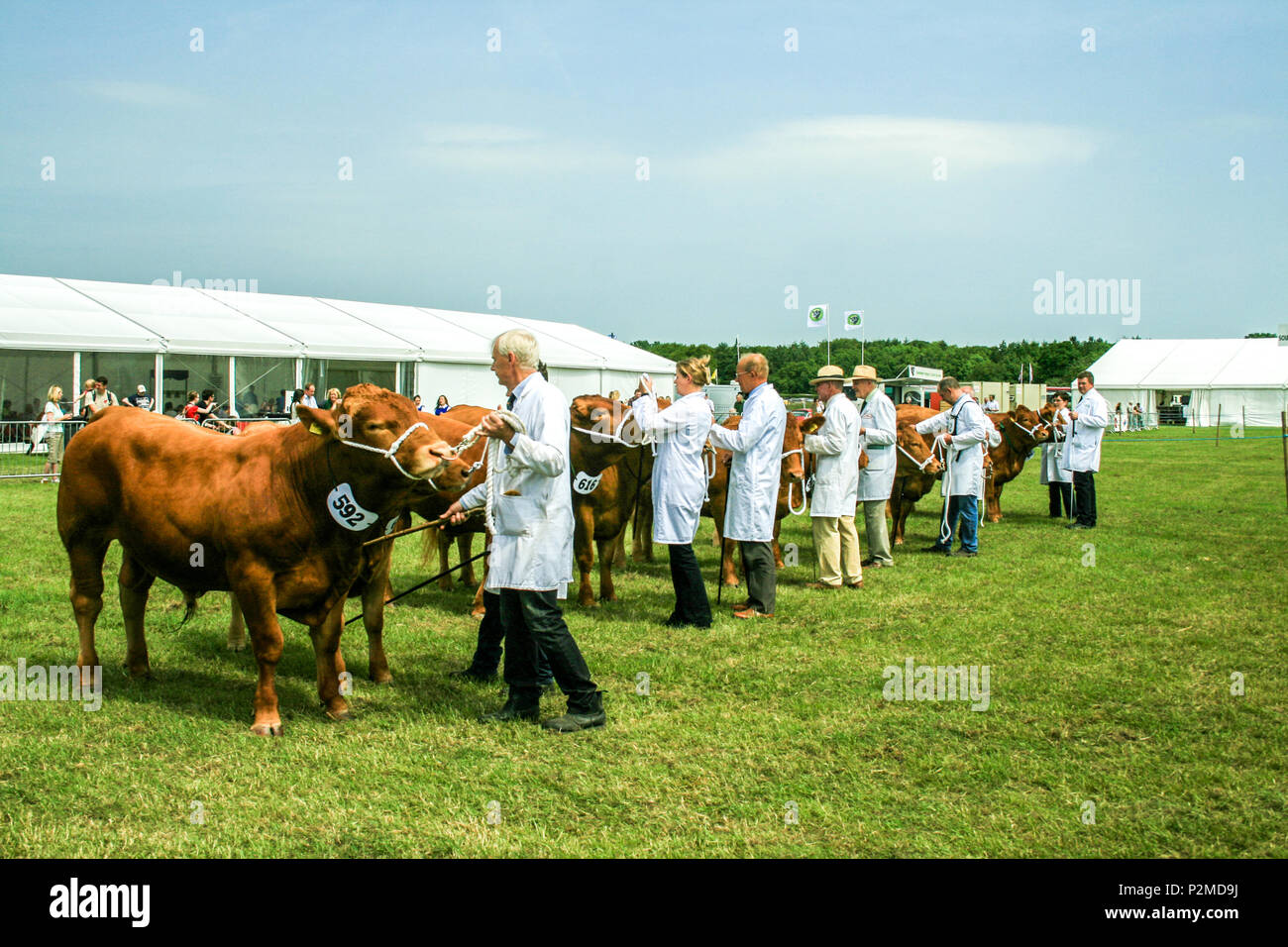 Cattle, sheep, goats, horses hi-res stock photography and images - Alamy