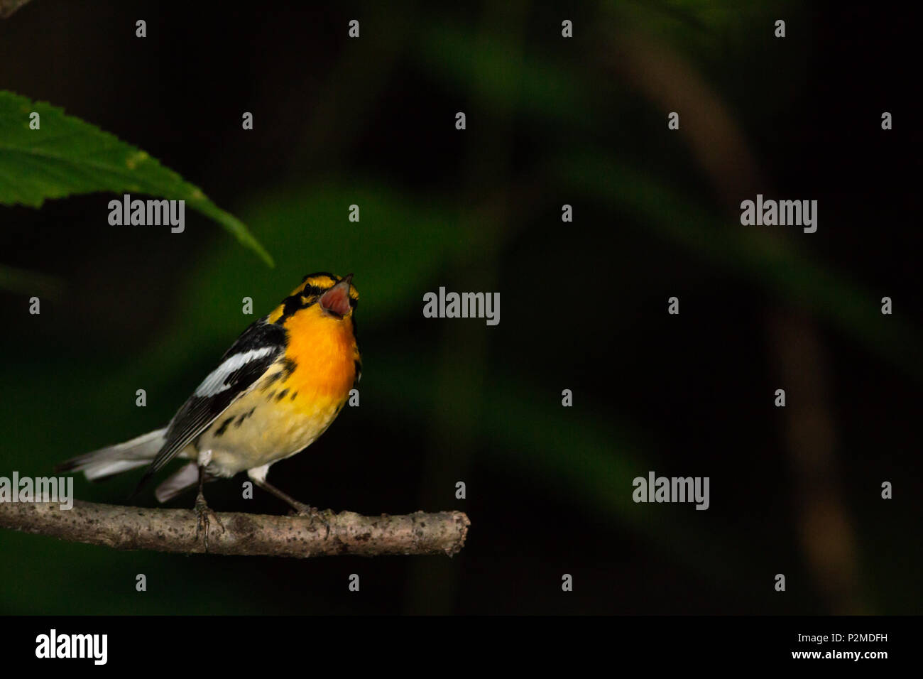 Singing blackburnian warbler - Setophaga fusca Stock Photo - Alamy