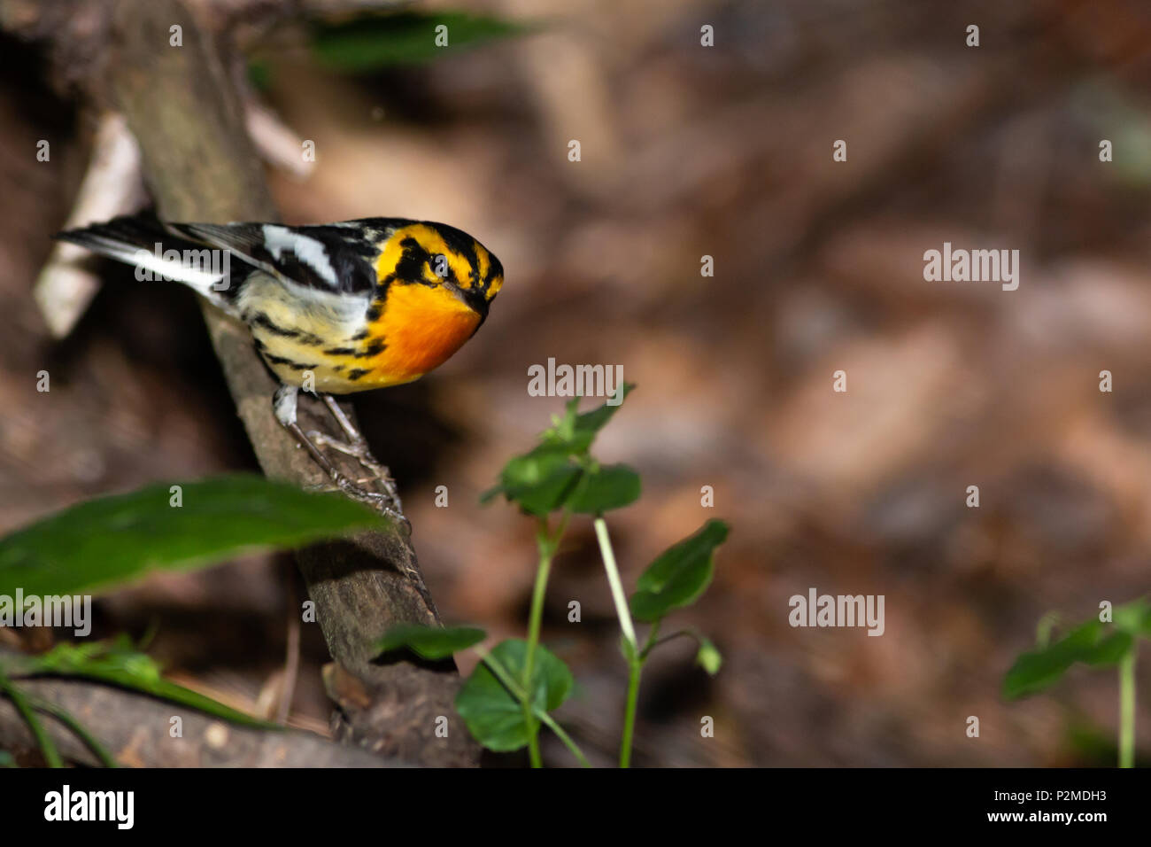 Curious blackburnian warbler - Setophaga fusca Stock Photo - Alamy