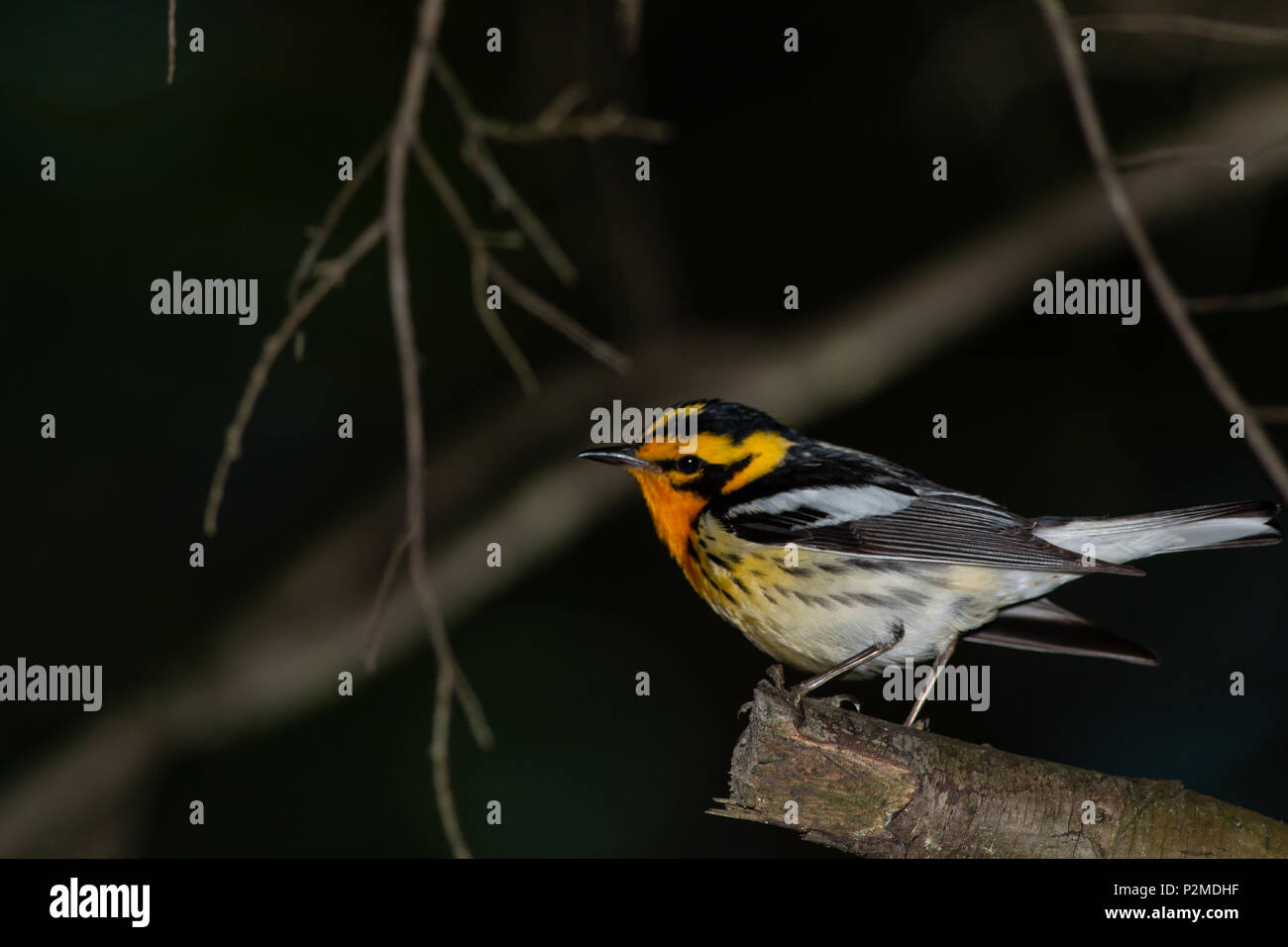 blackburnian warbler - Setophaga fusca Stock Photo - Alamy