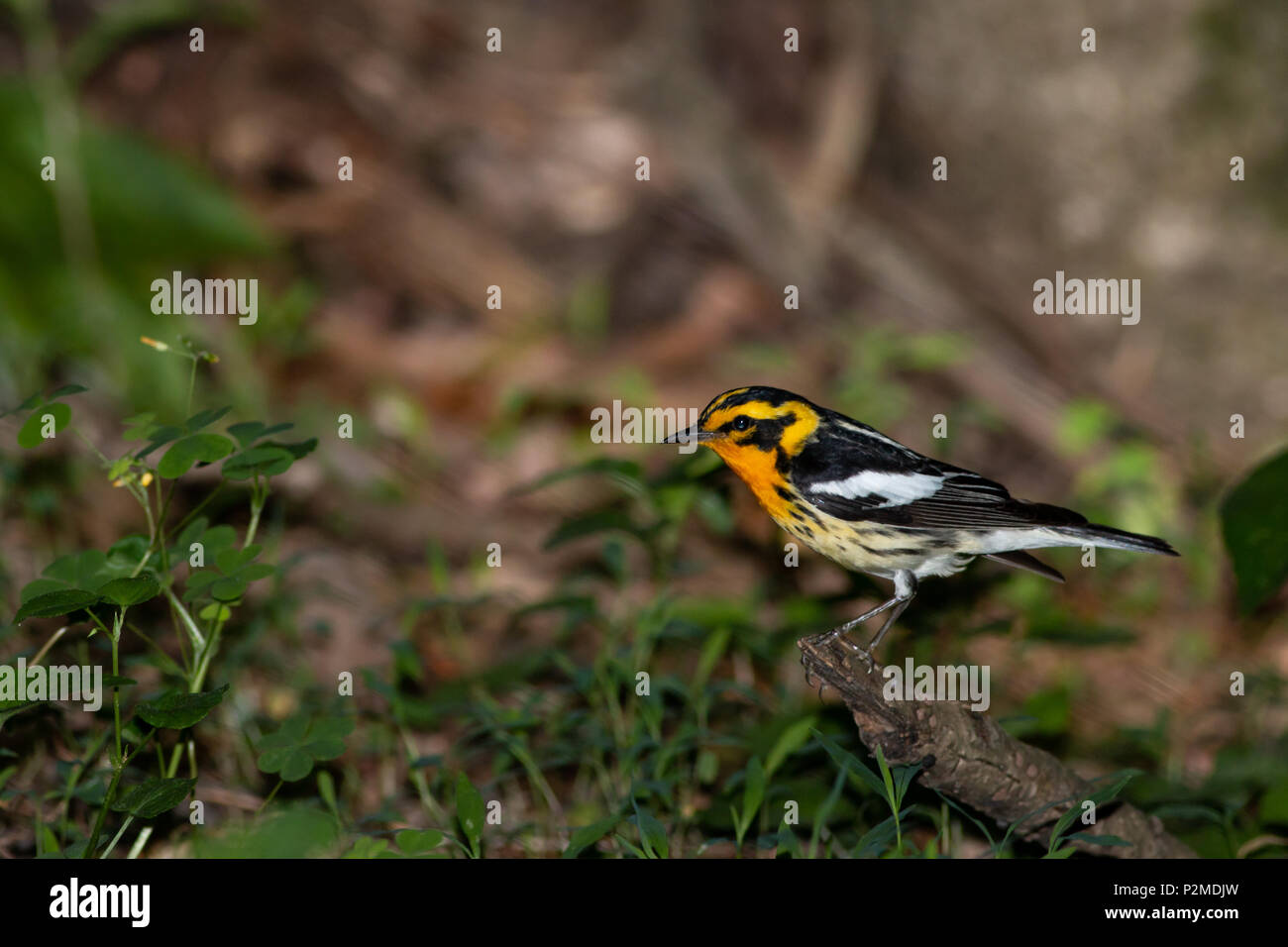 Blackburnian warbler - Setophaga fusca Stock Photo - Alamy