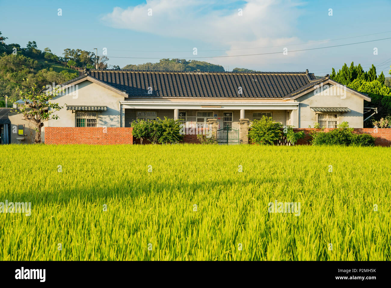 House and rice field hi-res stock photography and images - Alamy