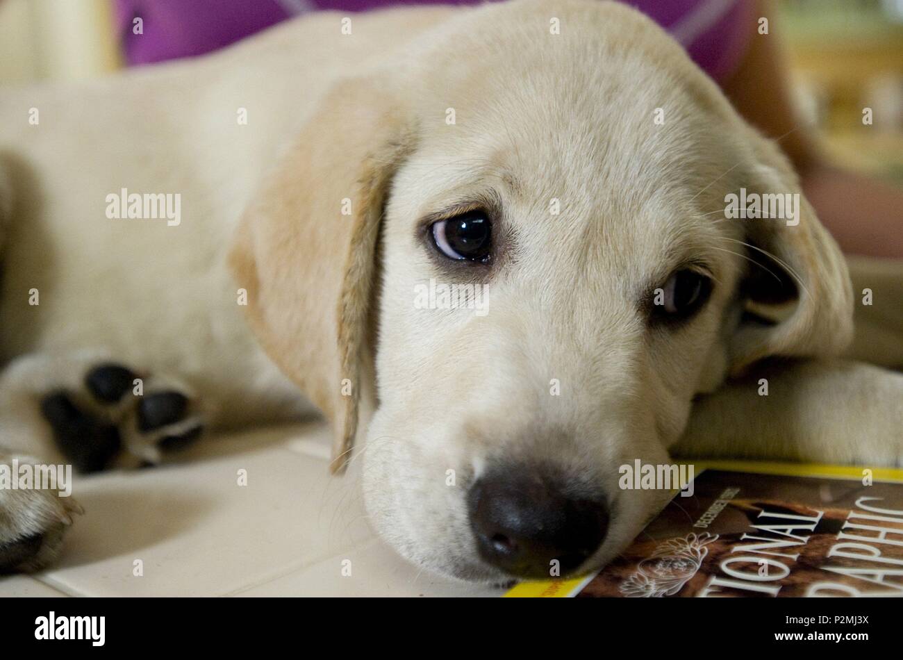 Original Film Title: MARLEY & ME. English Title: MARLEY & ME. Film Director: DAVID FRANKEL. Year ...