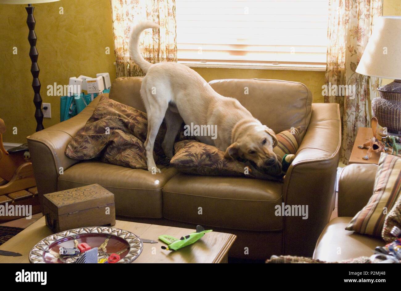 Original Film Title: MARLEY & ME. English Title: MARLEY & ME. Film ...