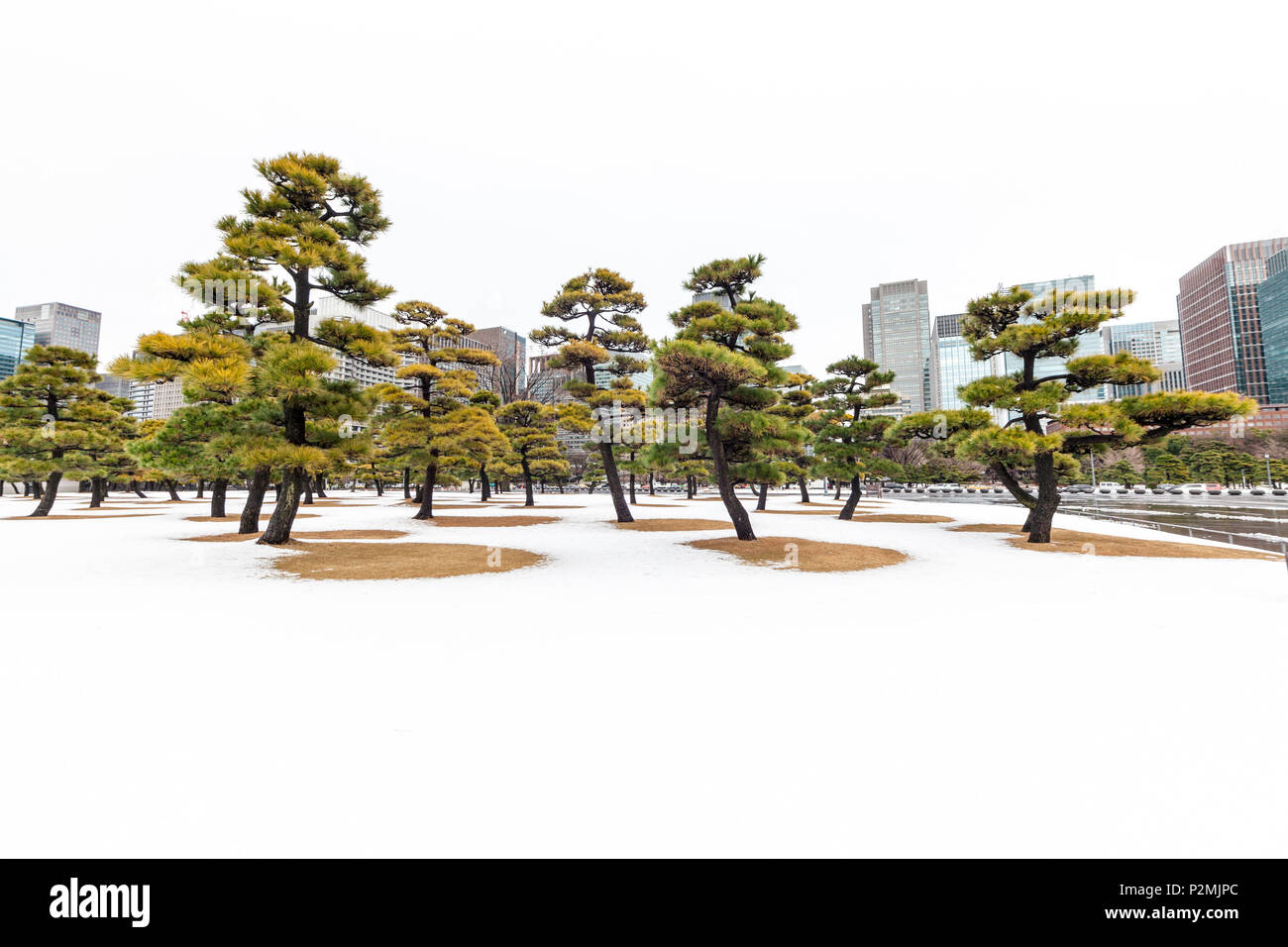 Pines snow hi-res stock photography and images - Alamy