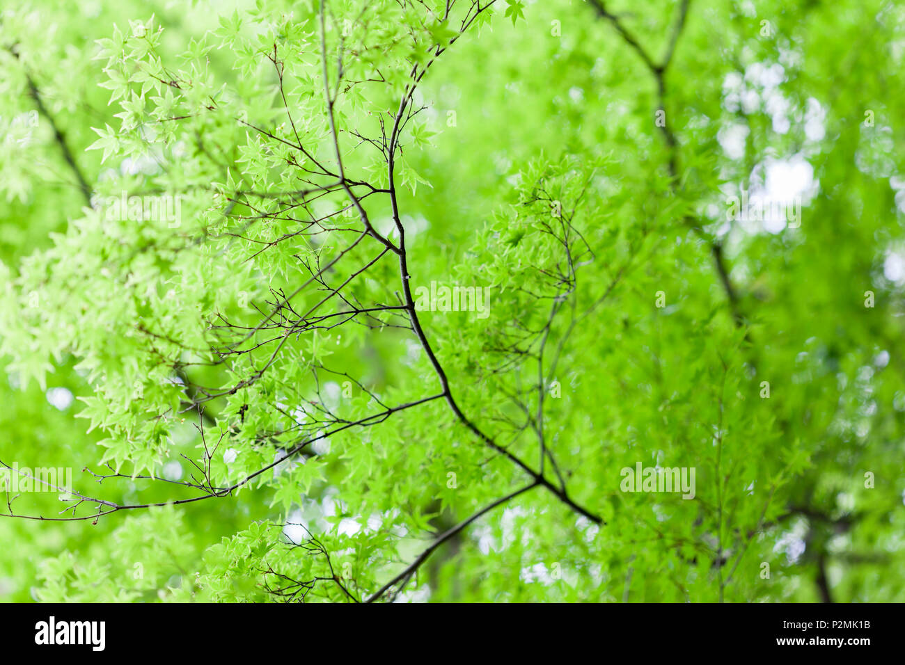 Bright green leaves on a Japanese Maple Tree Stock Photo - Alamy