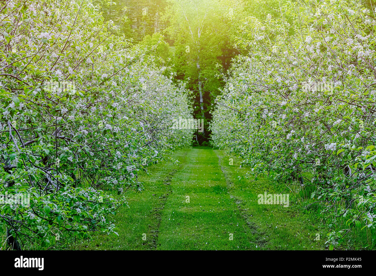 Rows of fruit trees in blossom Stock Photo - Alamy