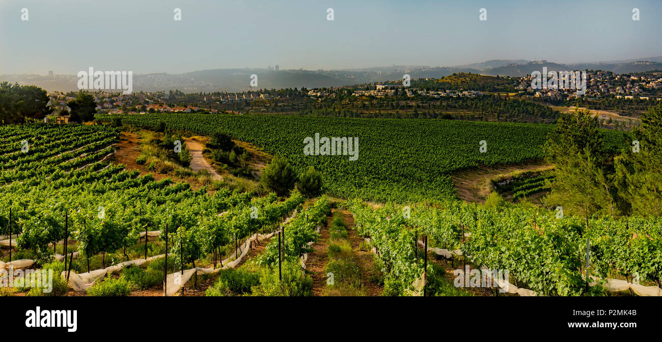 Vineyards in the mountains near Jerusalem, Israel, photographed at dawn ...