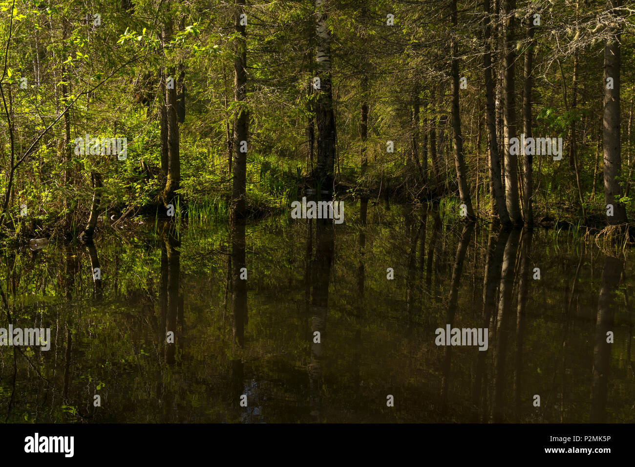 small shady forest lake with reflections of surrounding trees Stock ...