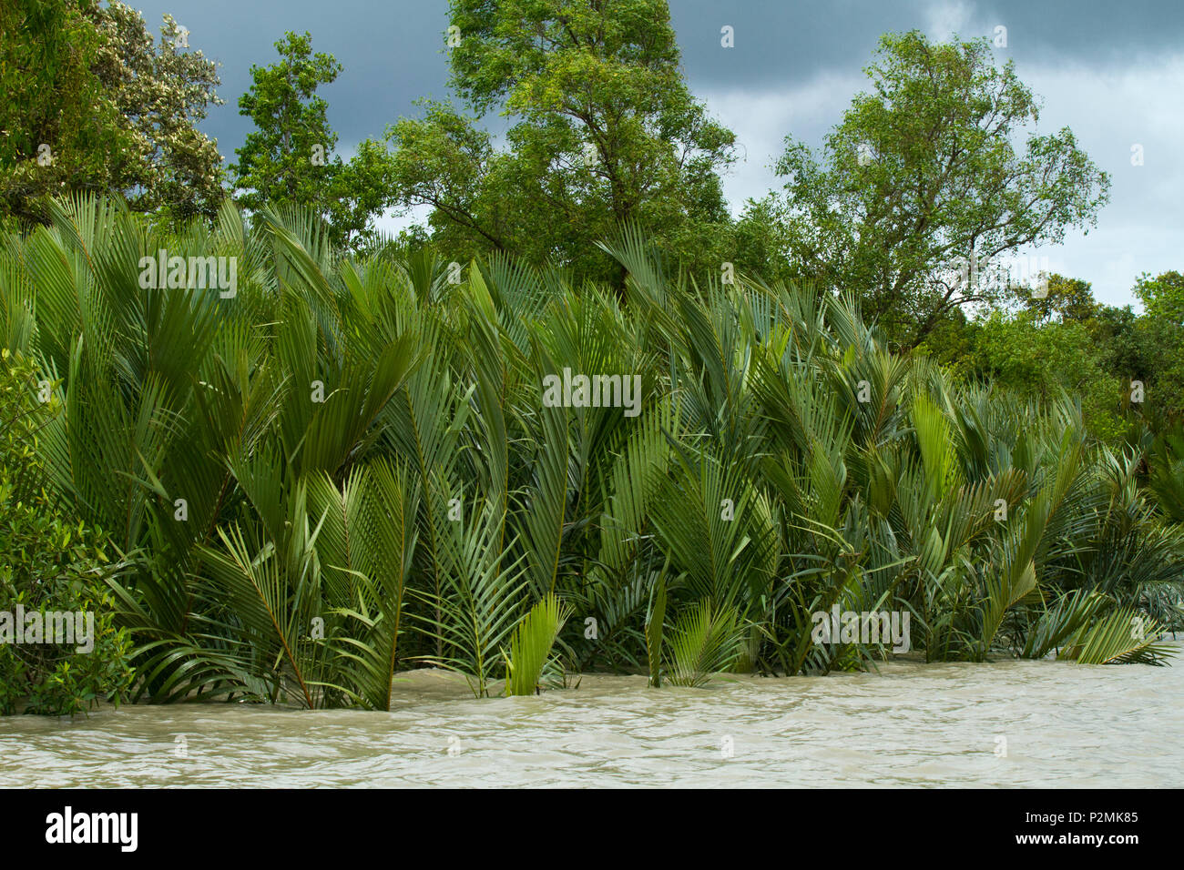The Sundarbans, a UNESCO World Heritage Site and a wildlife sanctuary ...