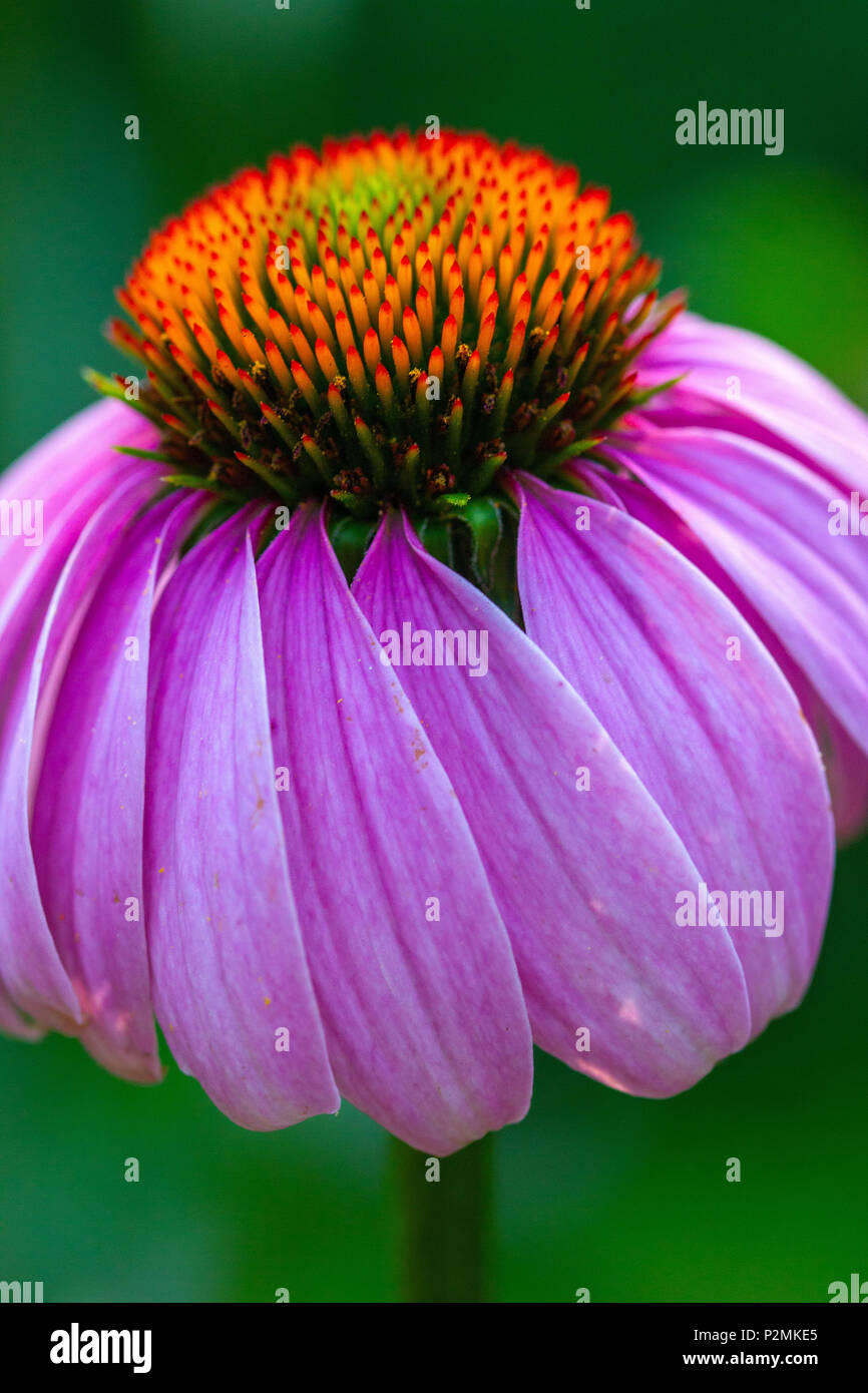 a beautiful picture of an Eastern purple coneflower, Echinacea purpurea ...