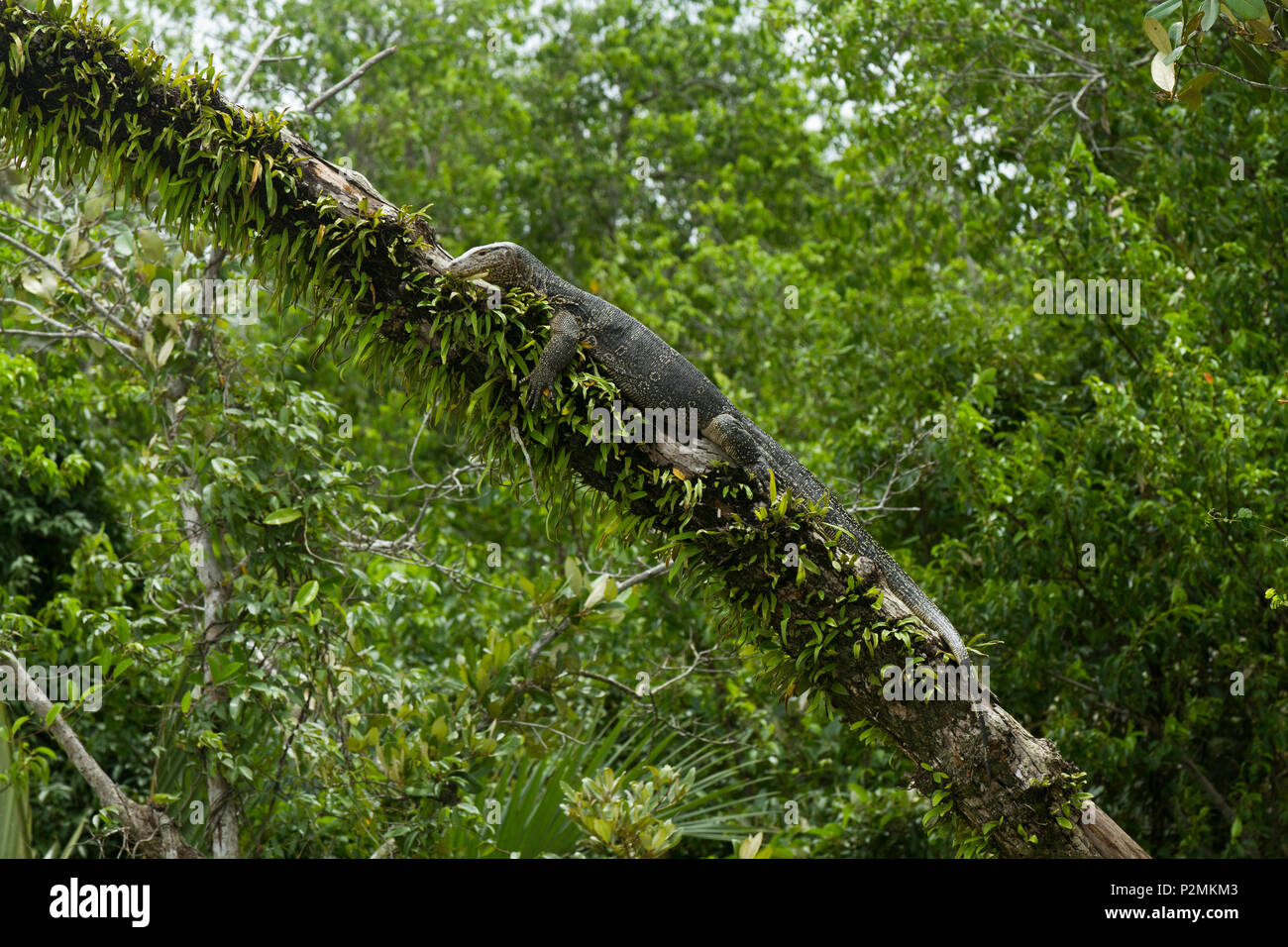 Monitor Lizard at the Sundarbans, a UNESCO World Heritage Site and a ...